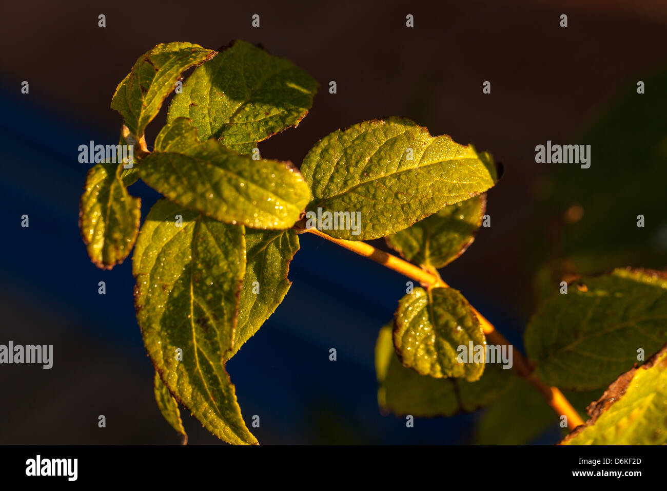 frozen dewed green leaf in the winter garden Stock Photo - Alamy