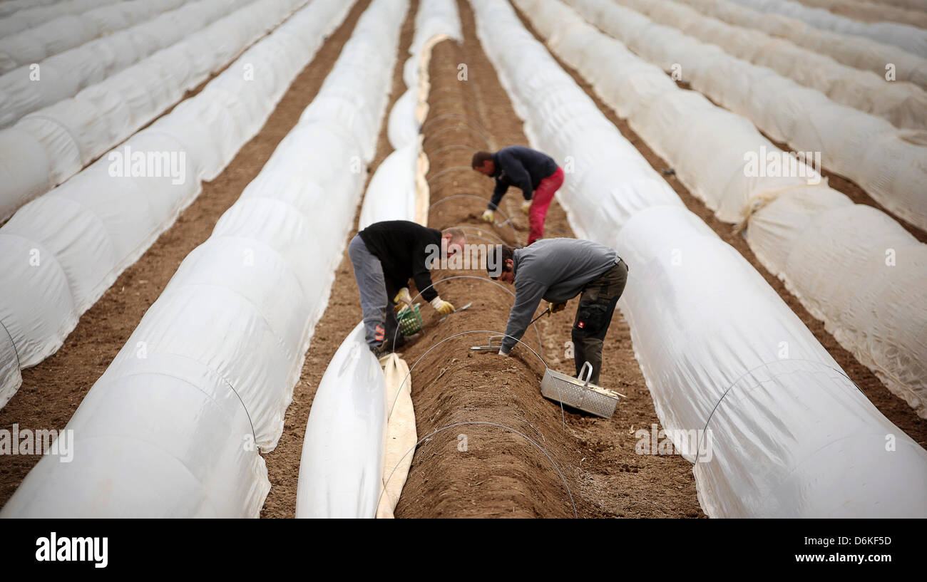 Farmer Sven Schmitt and harvest helpers cut the first asparagus spears ...