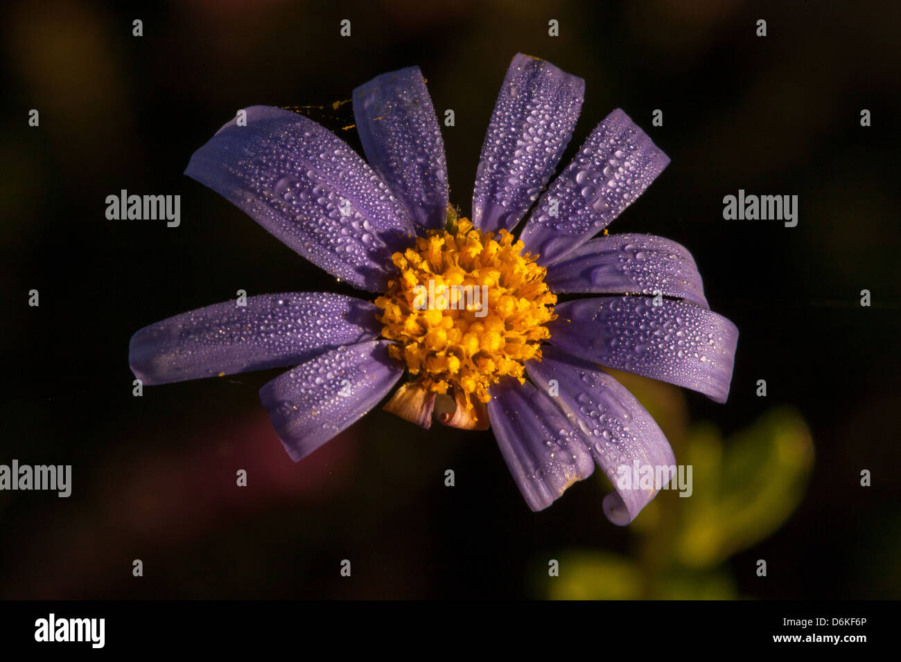 frozen dewed blue and yellow felicia flower in the winter garden Stock ...