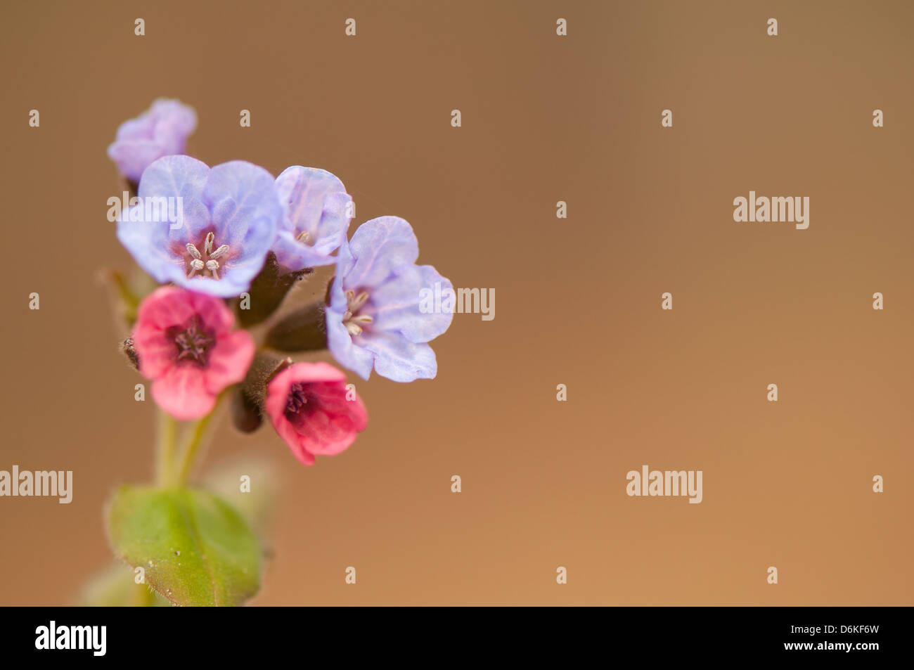Red pulmonaria hi-res stock photography and images - Alamy