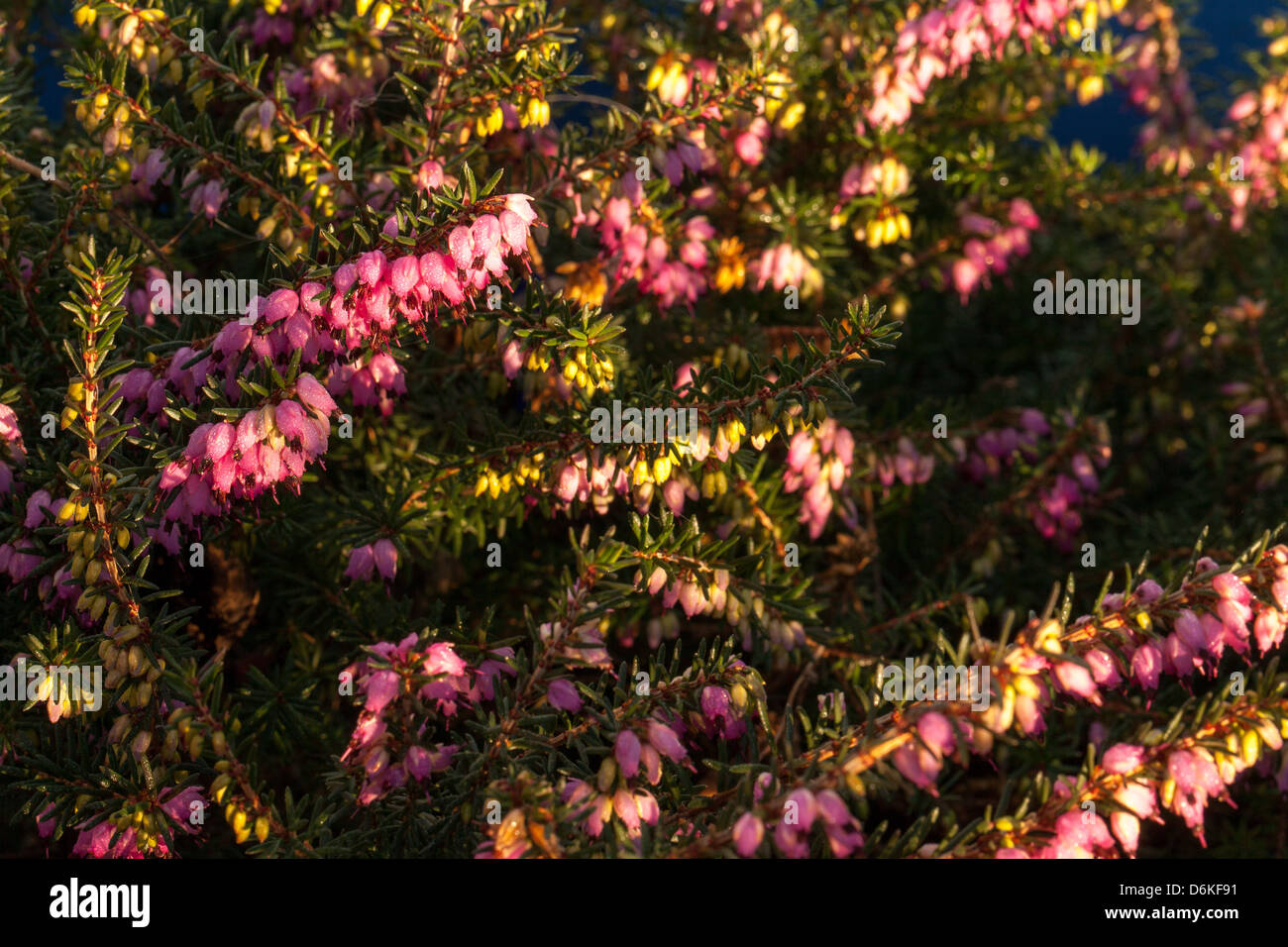 purple heather flowers in the winter garden Stock Photo - Alamy