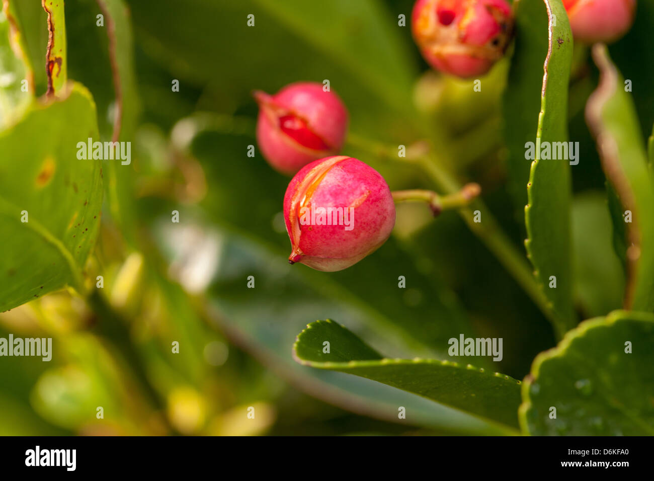 red dewed little berry on green background Stock Photo - Alamy