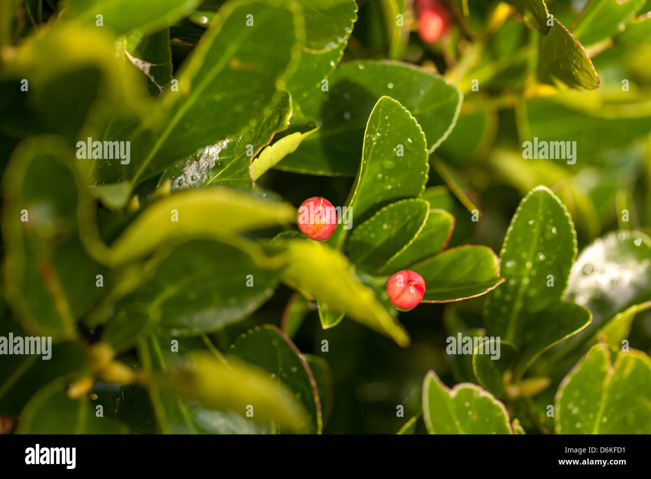 red dewed little berry on green background Stock Photo - Alamy