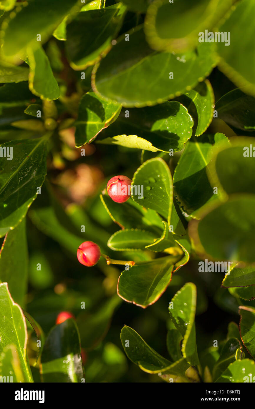 red dewed little berry on green background Stock Photo - Alamy