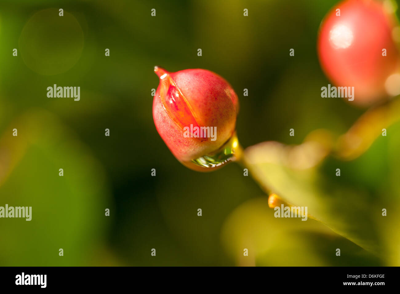 red dewed little berry on green background Stock Photo - Alamy