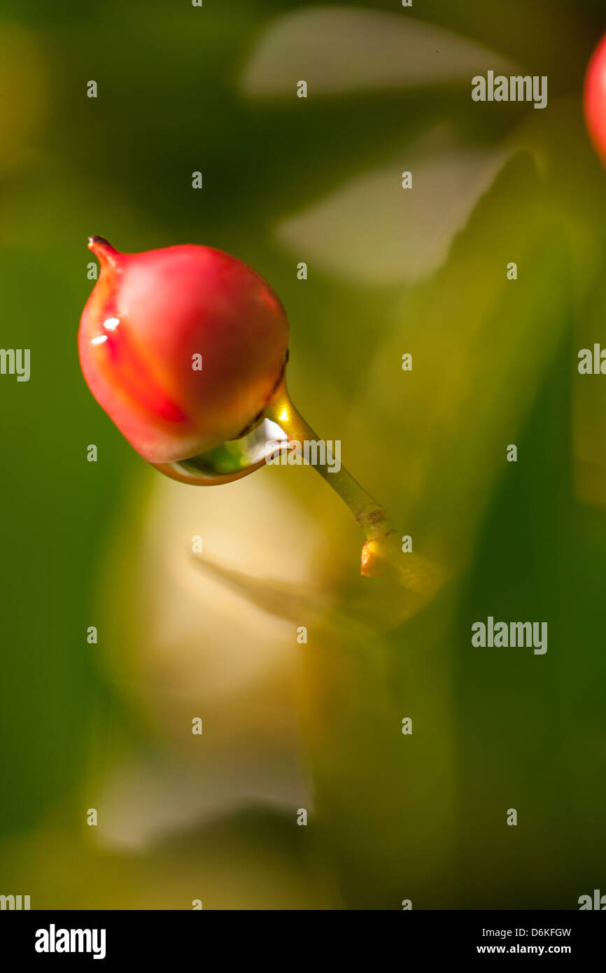 red dewed little berry on green background Stock Photo - Alamy