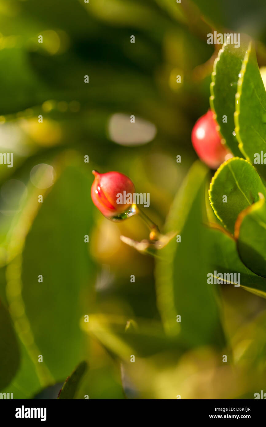 red dewed little berry on green background Stock Photo - Alamy