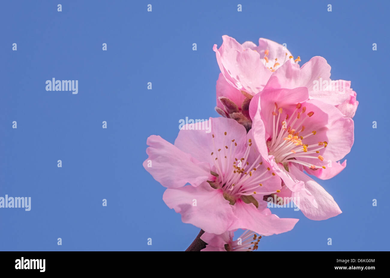 Beautiful flowering branches almonds hi-res stock photography and ...