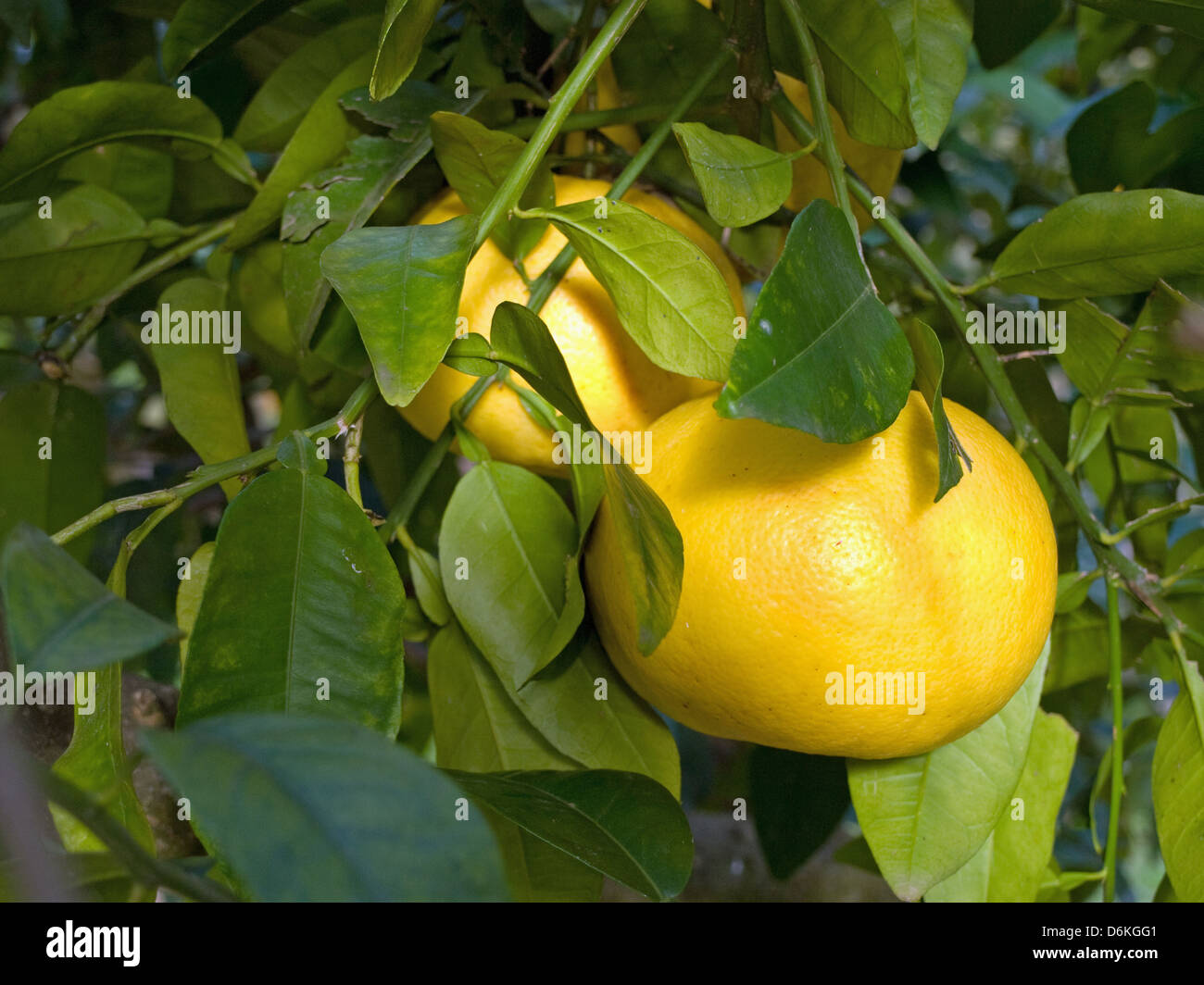 Grapefruit fruit on the tree Stock Photo - Alamy