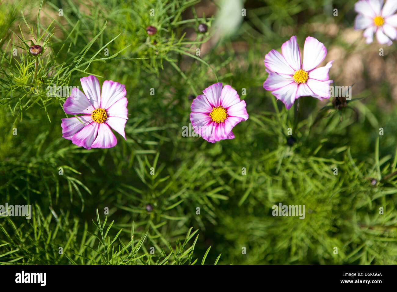 Beautiful cosmos pink flowers hi-res stock photography and images - Alamy