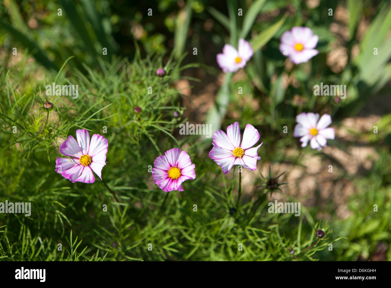 Beautiful pink garden cosmos in hi-res stock photography and images - Alamy