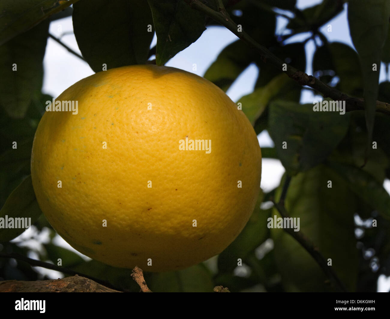 Grapefruit fruit hi-res stock photography and images - Alamy