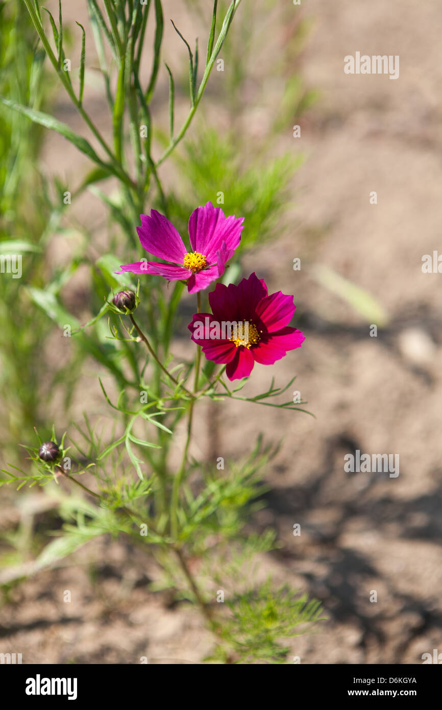 Purple and red cosmos flowers in the sandy garden Stock Photo - Alamy