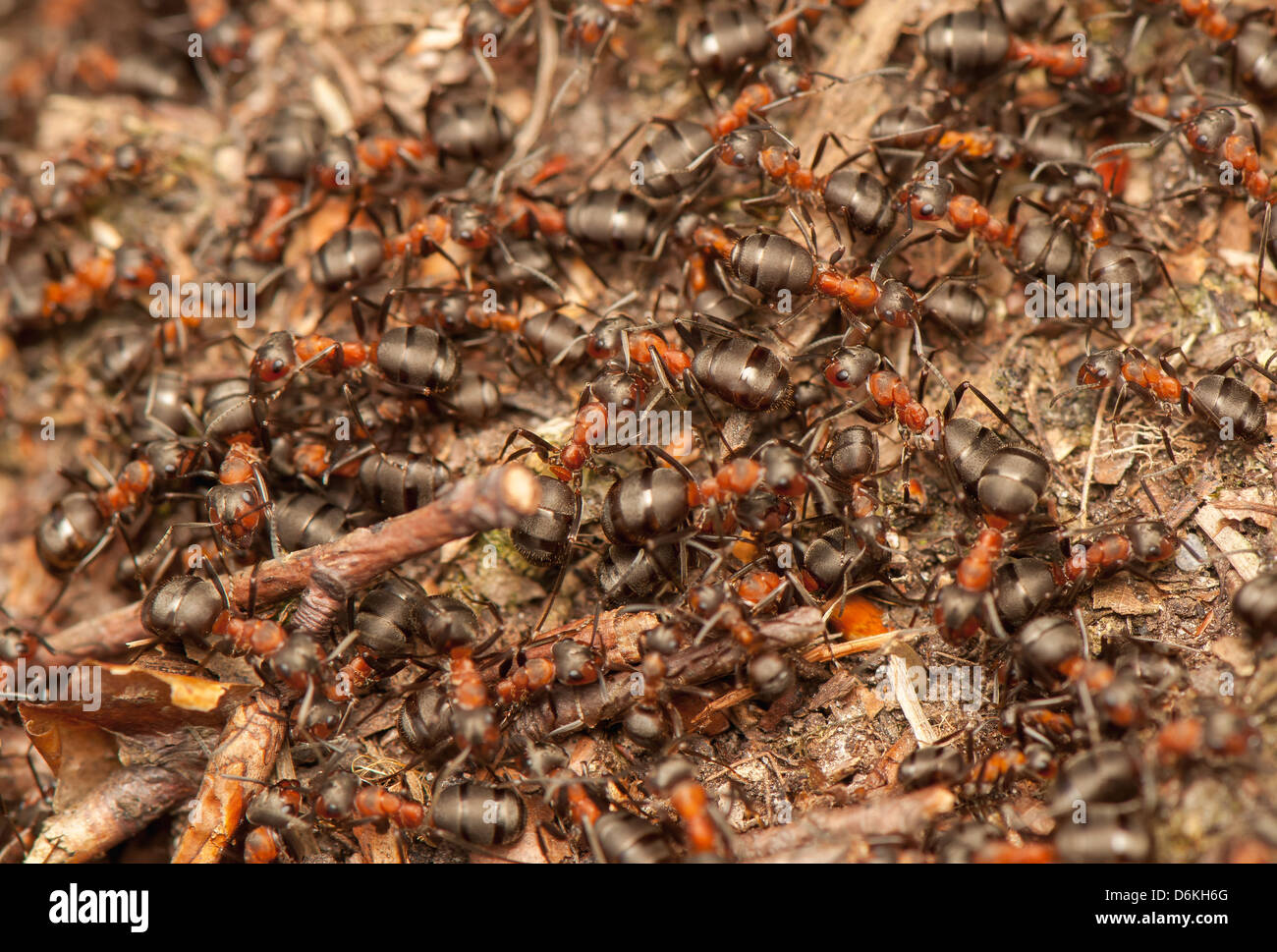 Anthill hole hi-res stock photography and images - Alamy