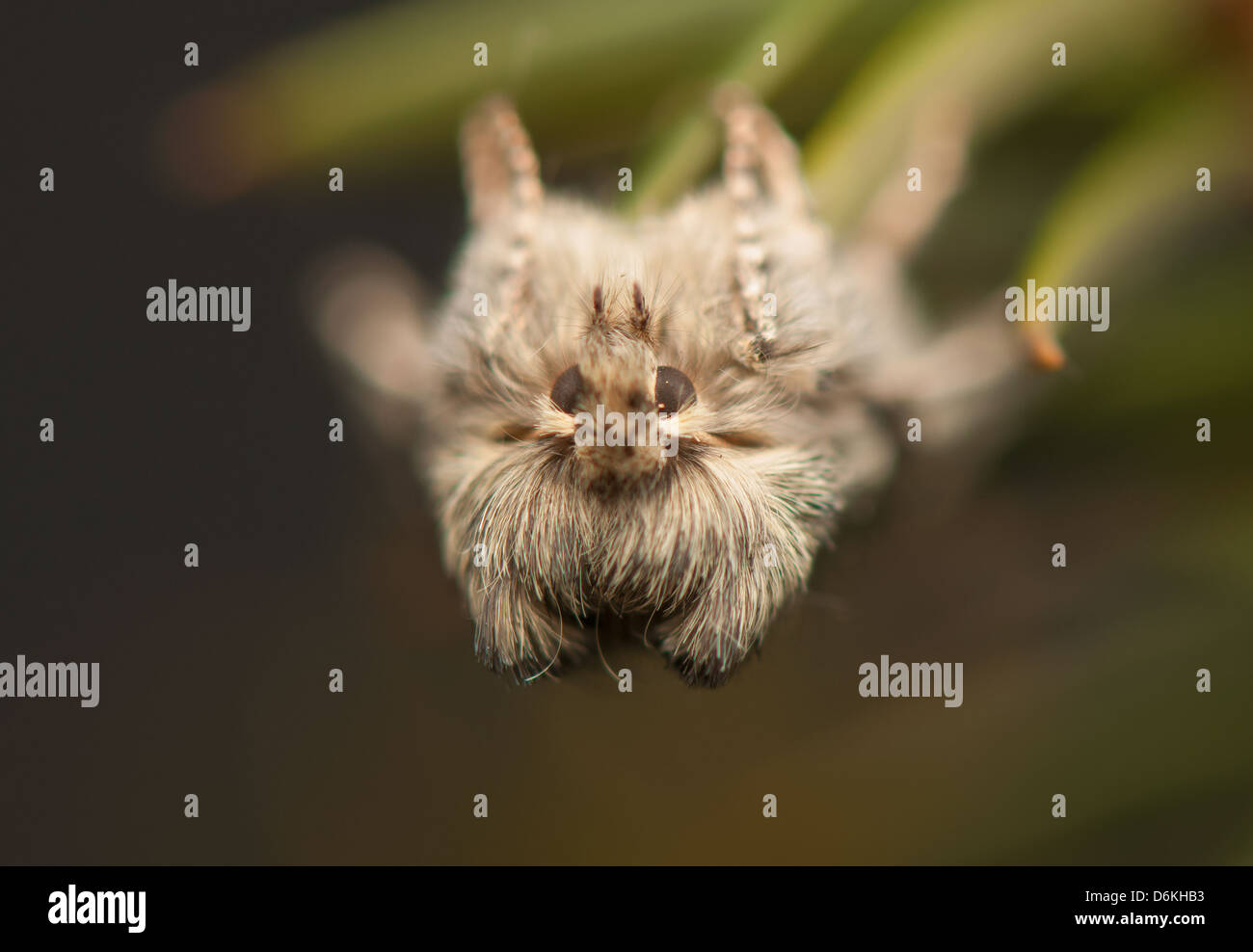 Achlya hi-res stock photography and images - Alamy