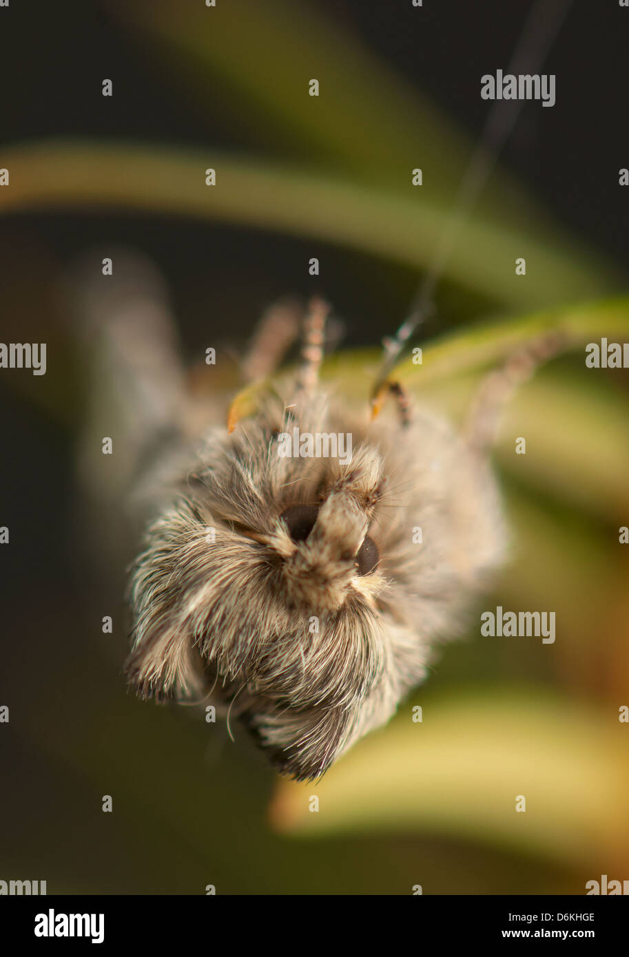 Achlya hi-res stock photography and images - Alamy