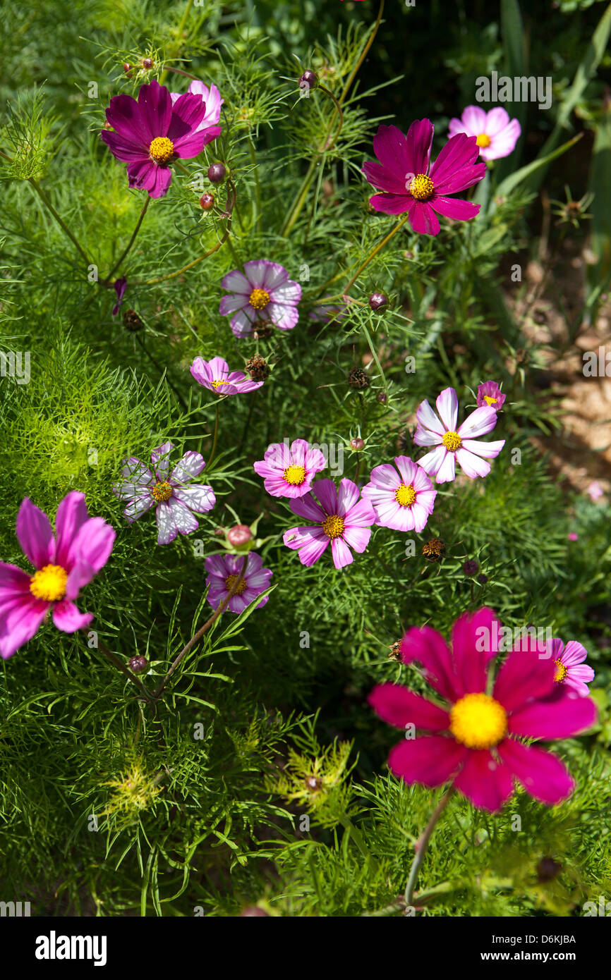 Beautiful cosmos flowers in garden hi-res stock photography and images ...