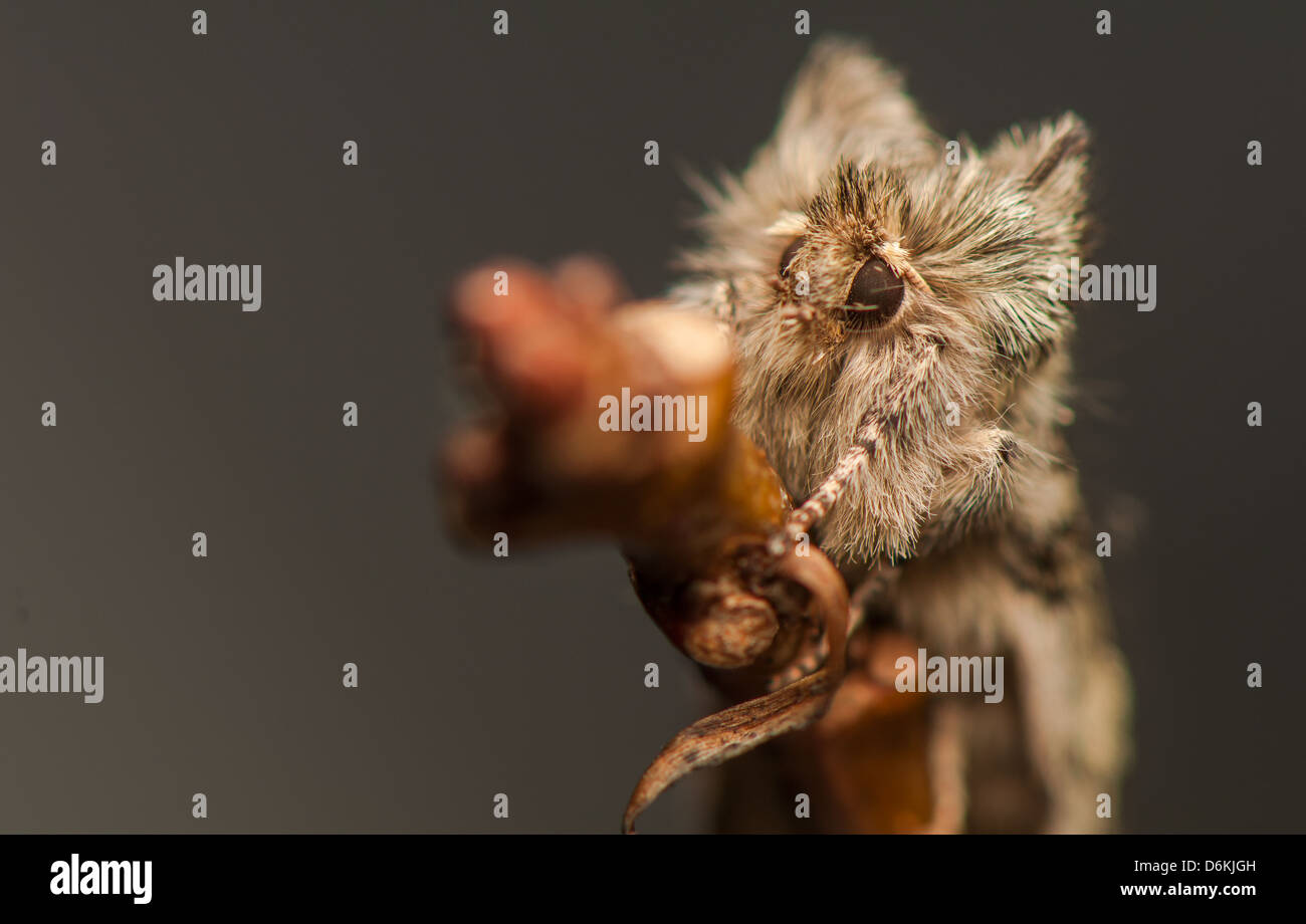 Achlya hi-res stock photography and images - Alamy