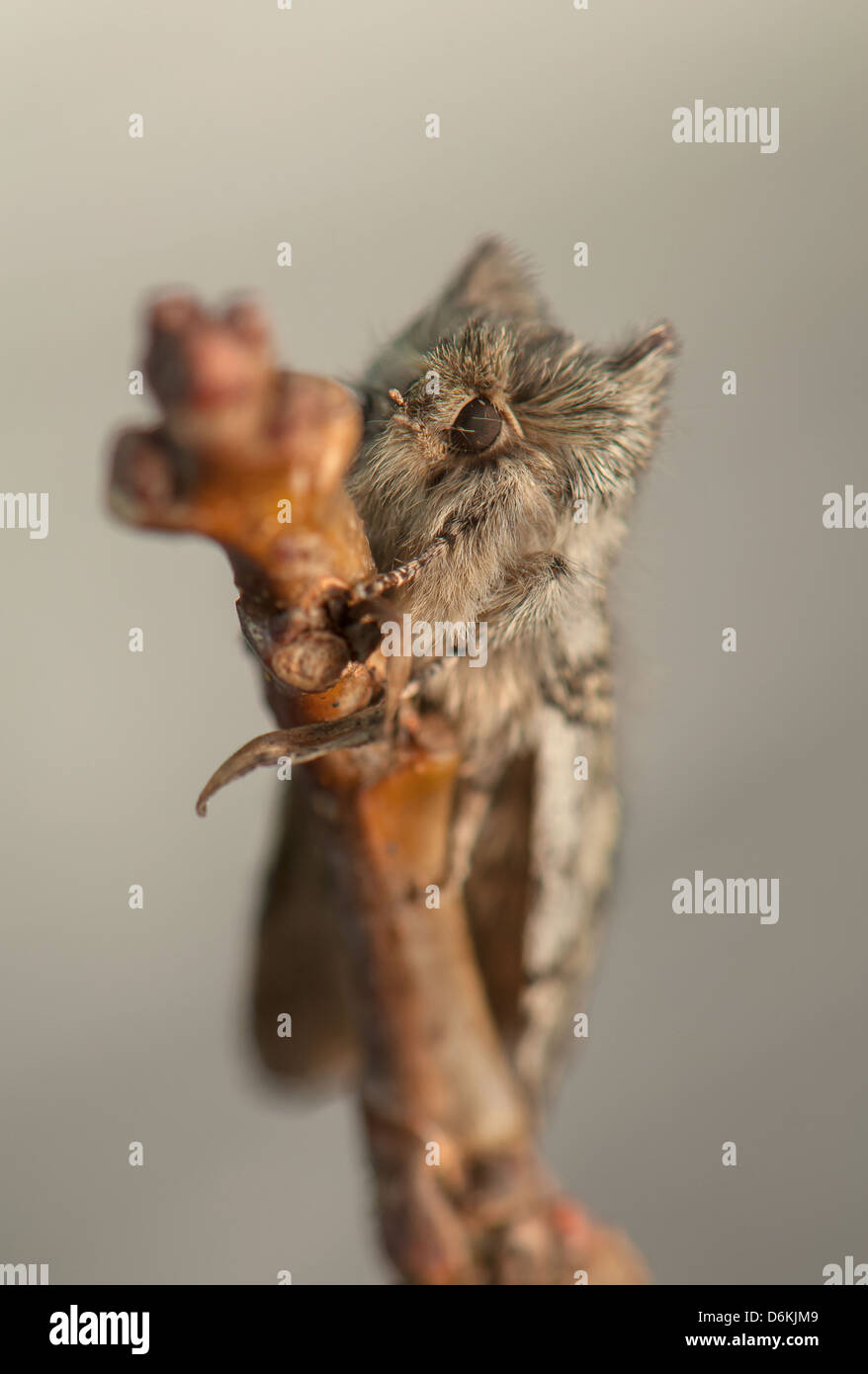 Achlya hi-res stock photography and images - Alamy