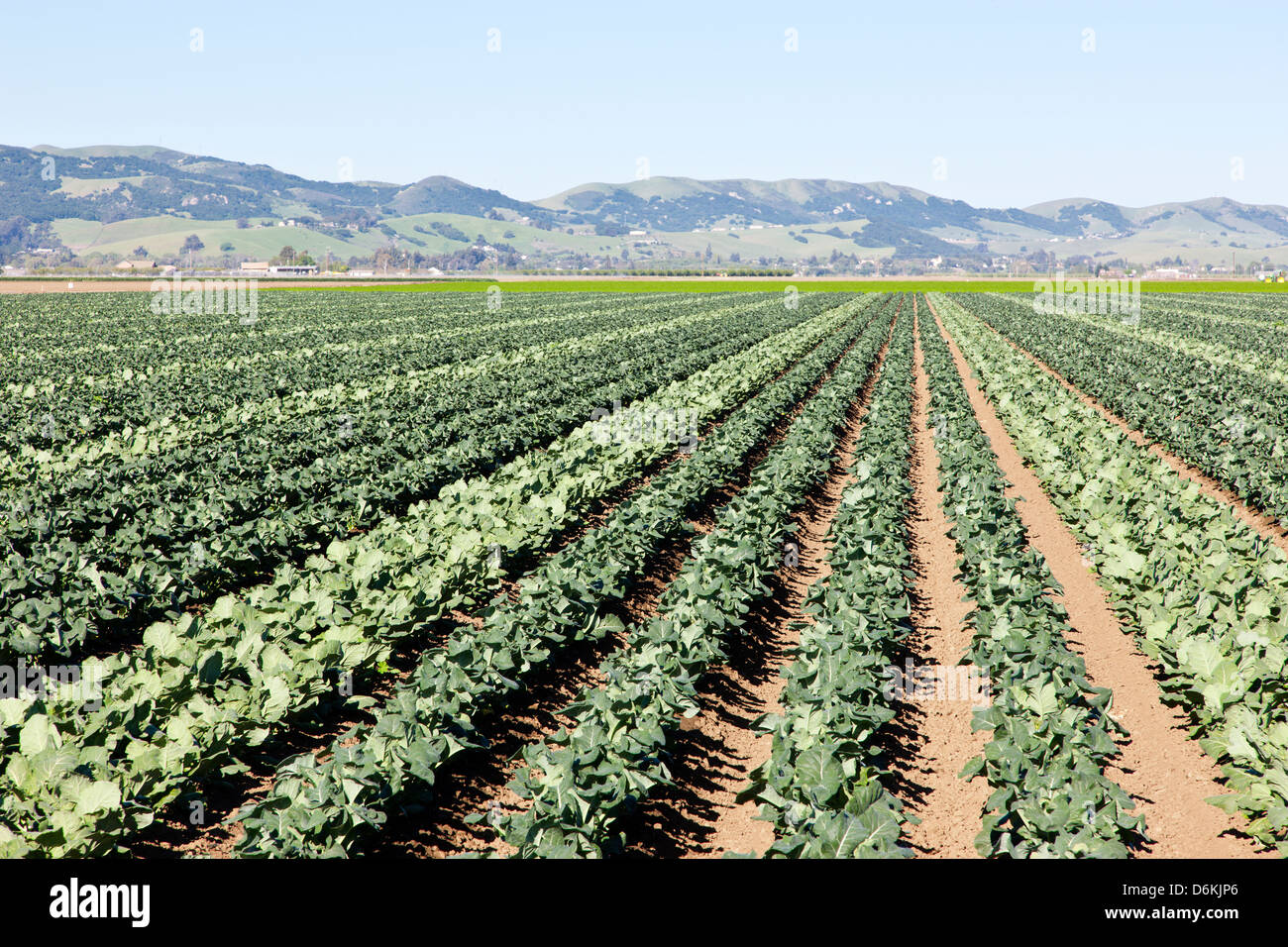 Young broccoli field, seed production Stock Photo - Alamy
