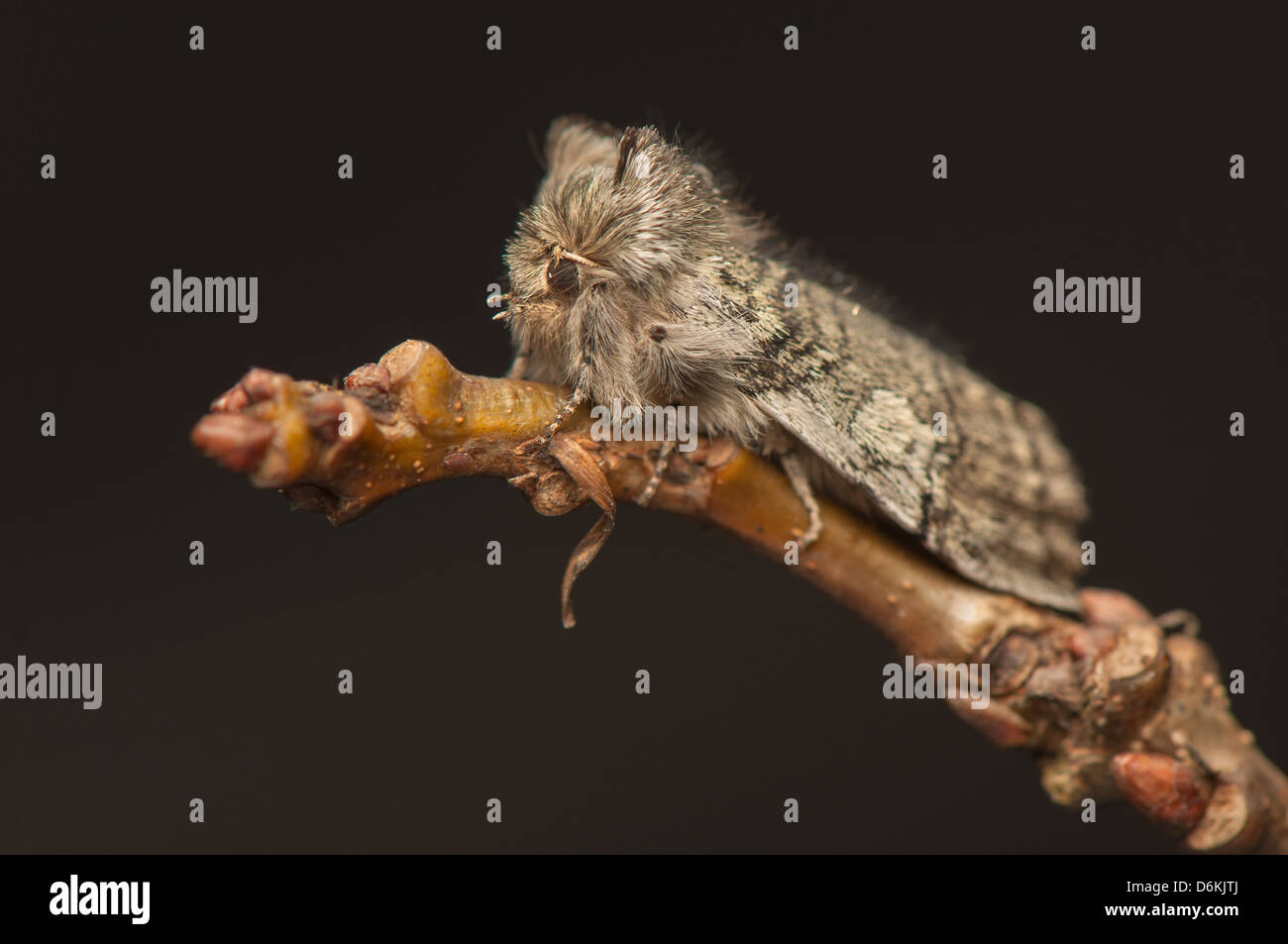 Achlya hi-res stock photography and images - Alamy