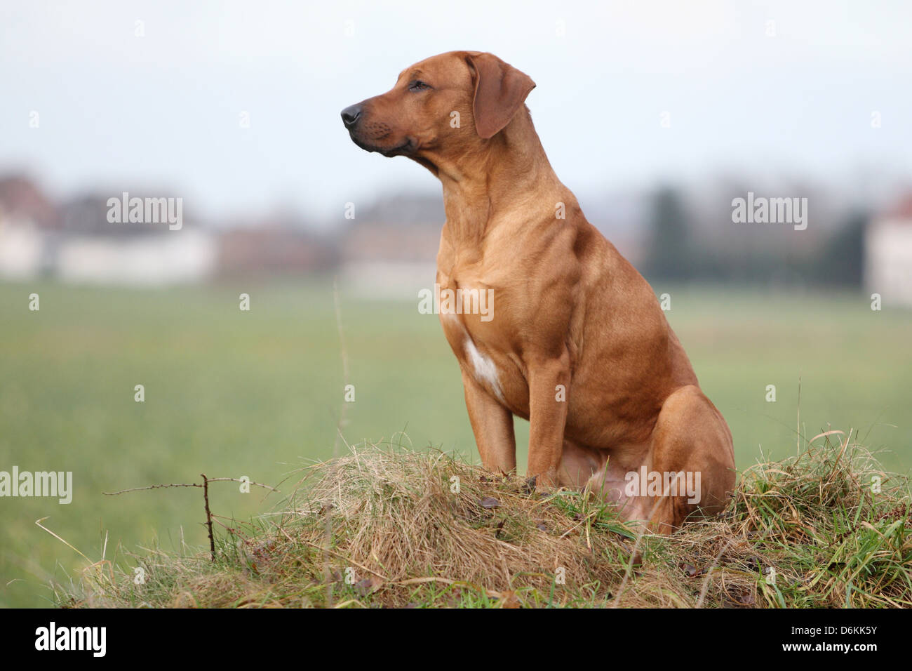 Hamm, Germany, a Rhodesian Ridgeback in portrait Stock Photo - Alamy