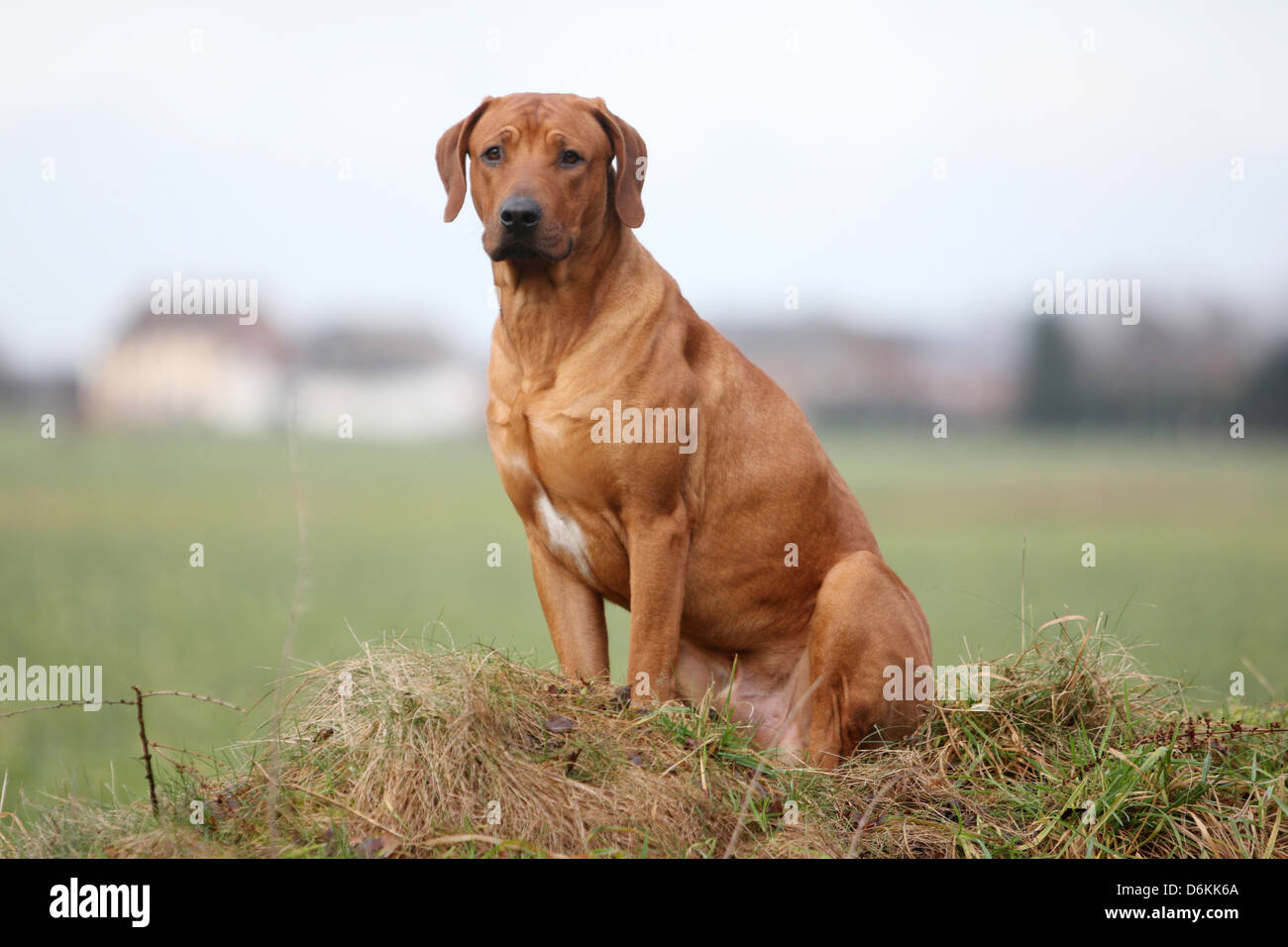Rhodesian hi-res stock photography and images - Alamy