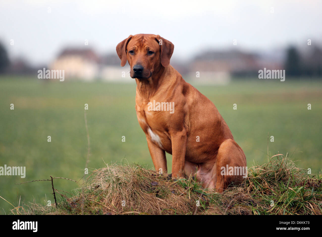 Rhodesian hi-res stock photography and images - Alamy