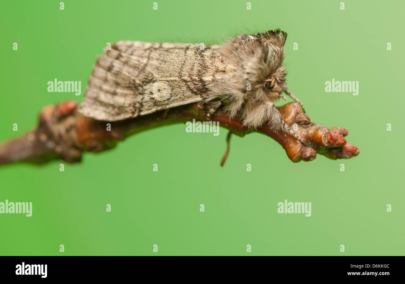 Achlya hi-res stock photography and images - Alamy