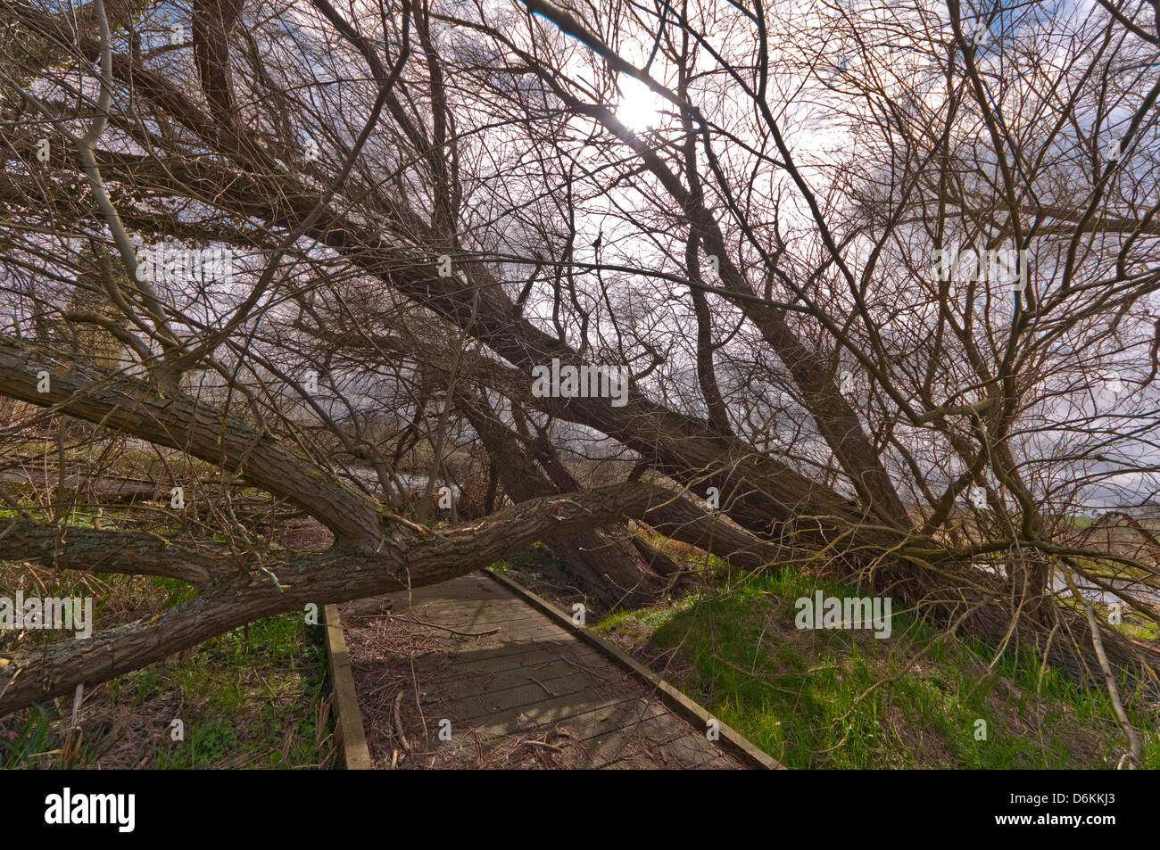 Fallen willow tree blocking footpath Stock Photo - Alamy
