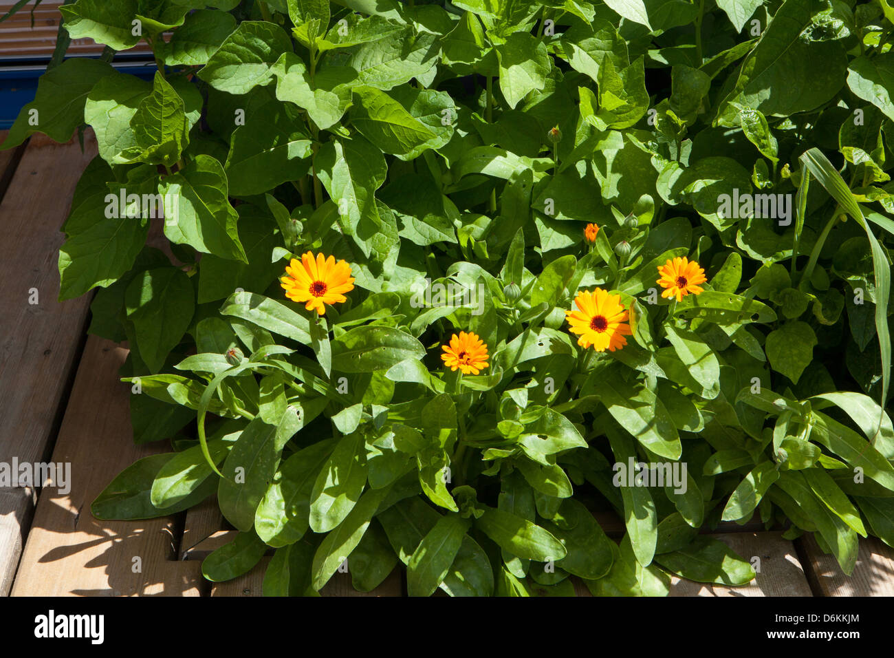 Orange calendula flowers in the spring garden Stock Photo - Alamy