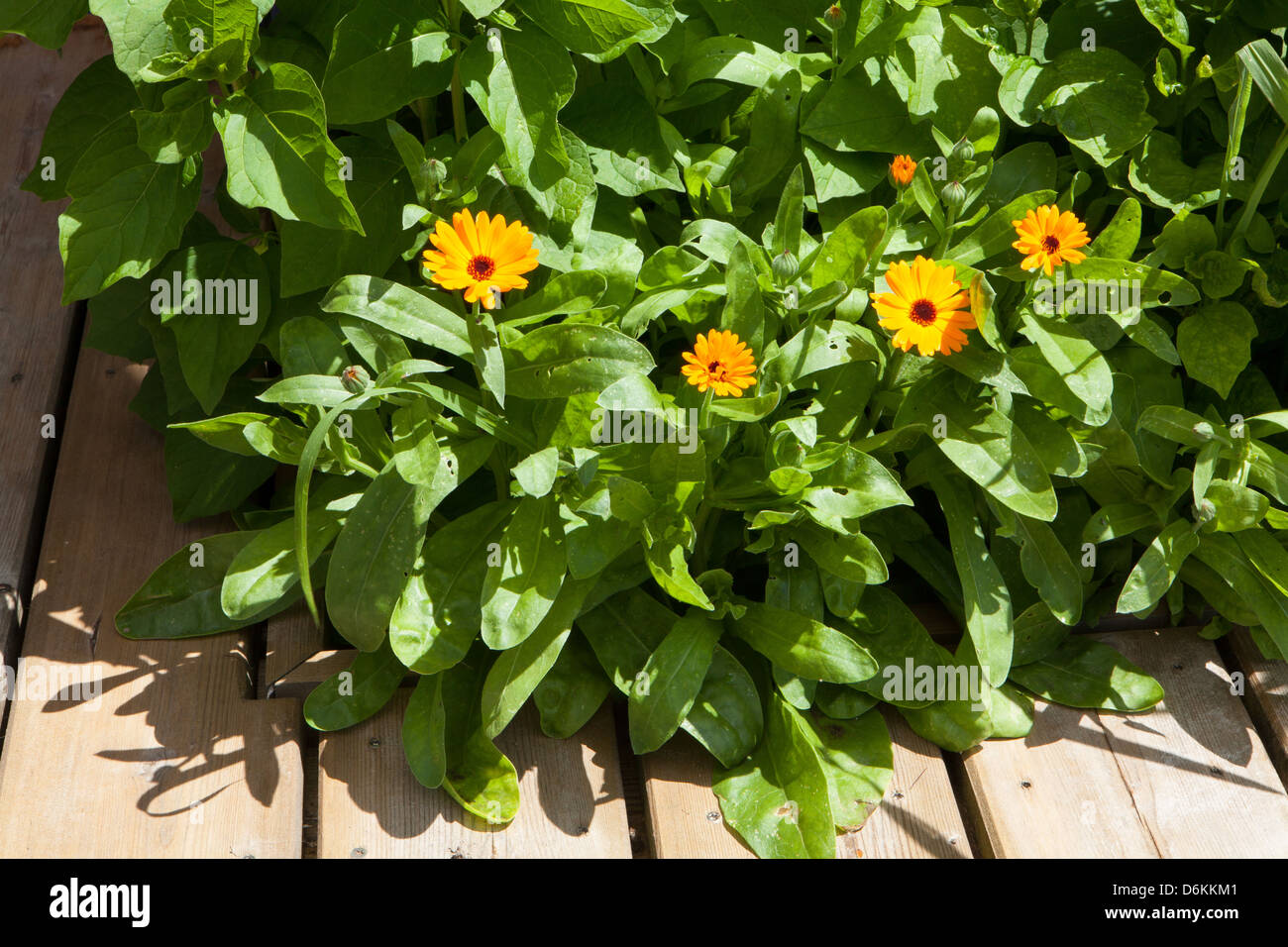 Orange calendula flowers in the spring garden Stock Photo - Alamy