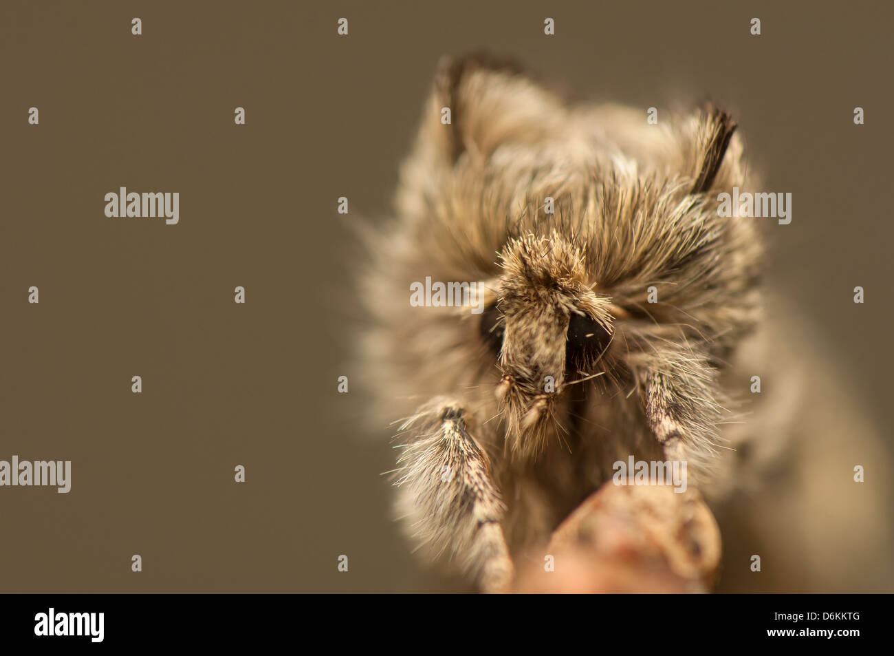 Achlya hi-res stock photography and images - Alamy