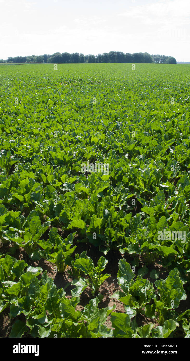Crops in france hi-res stock photography and images - Alamy