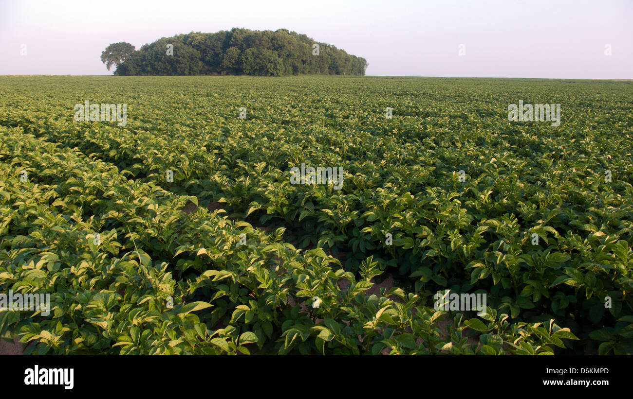 Potato growing france hi-res stock photography and images - Alamy