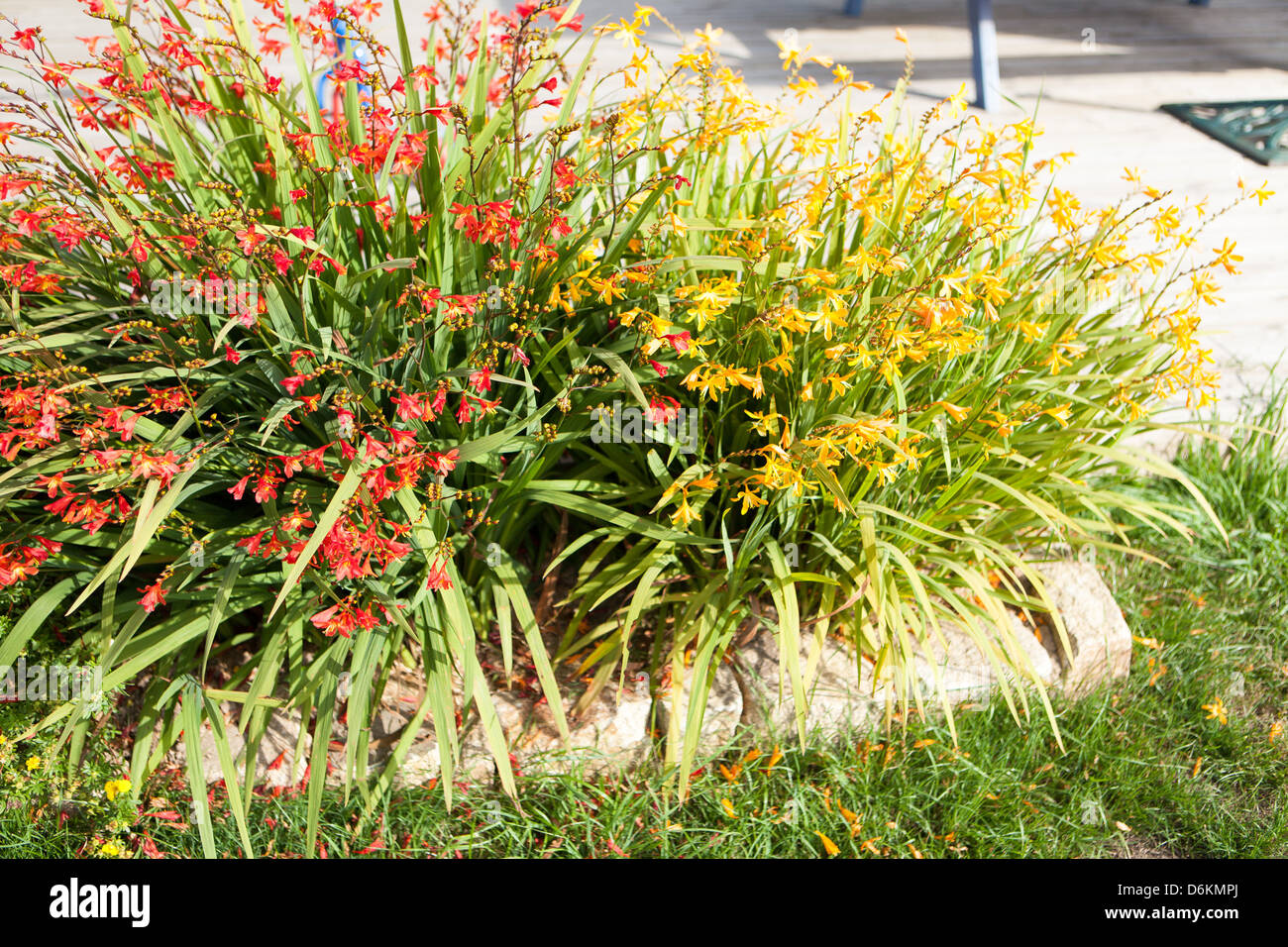 yellow and red crocosmia flowers in the summer garden Stock Photo - Alamy