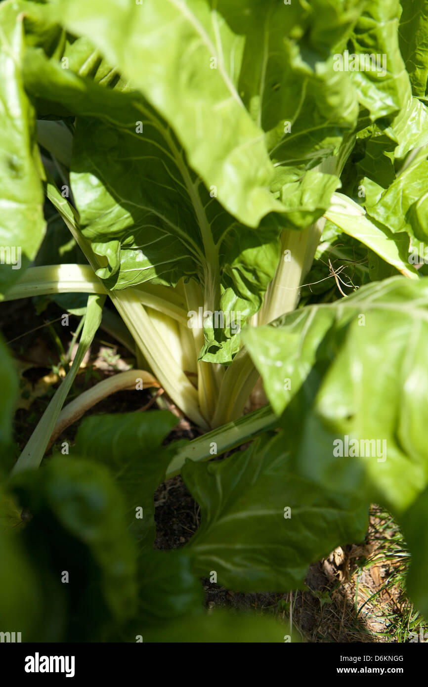 green chard leafs in the summer kitchen garden Stock Photo - Alamy