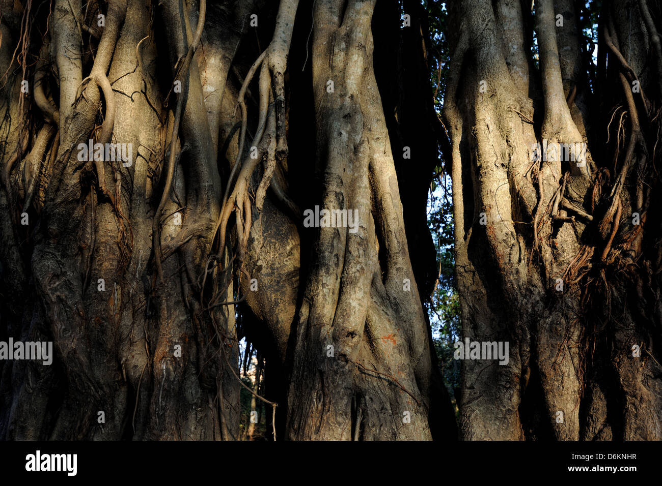 Tree With Aerial Roots Stock Photos & Tree With Aerial Roots Stock ...