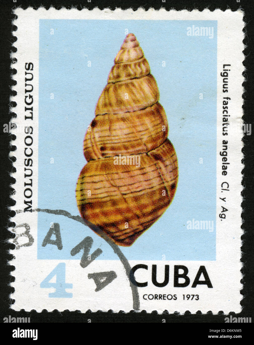 Shell molluscs illustrations hi-res stock photography and images - Alamy