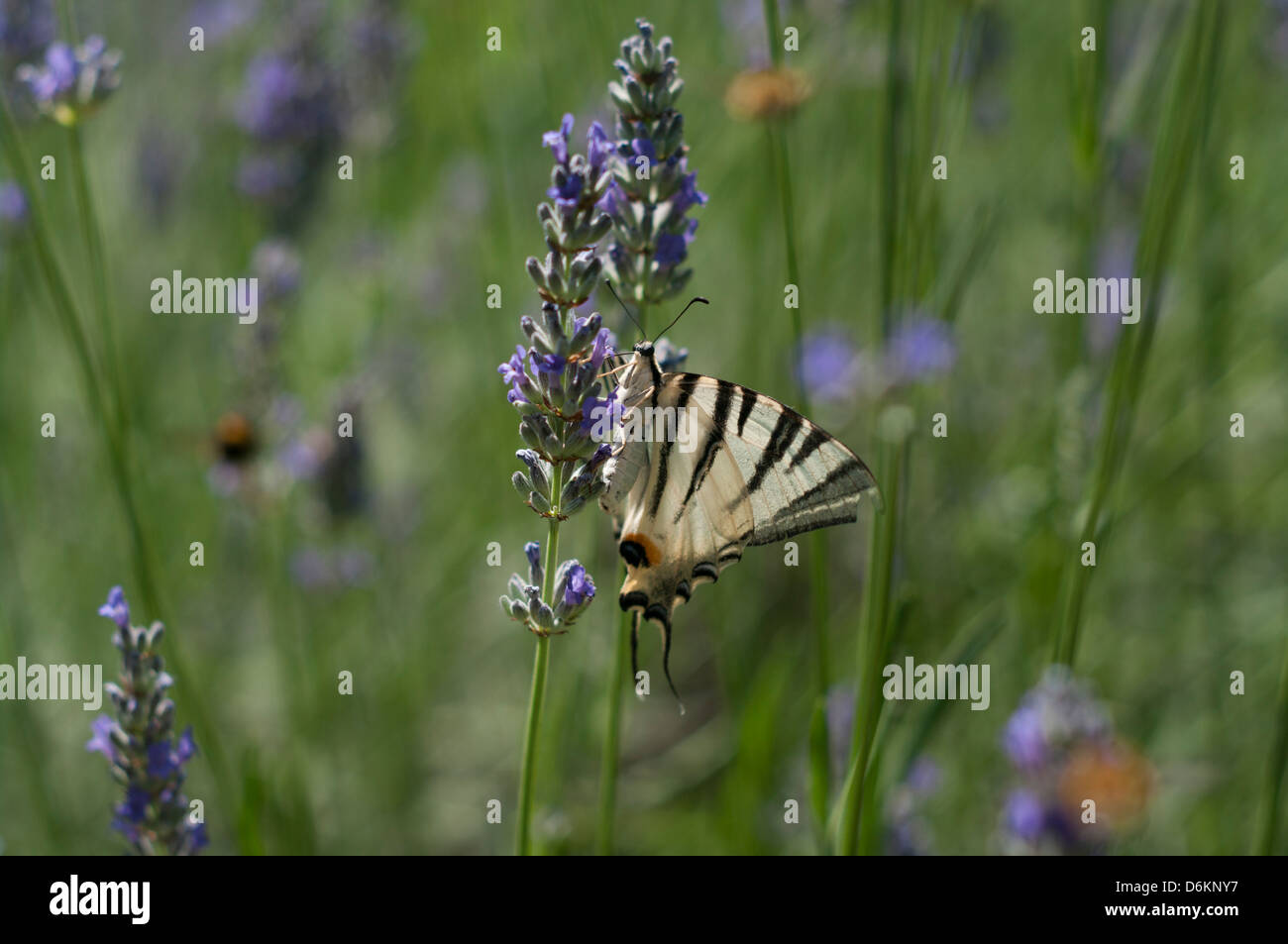 European Swallowtail Butterfly on Lavender Plant In Italy Stock Photo ...