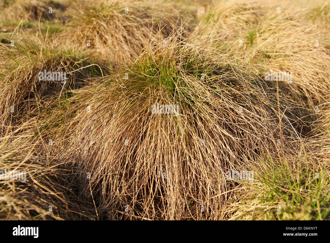 Grass Clumps High Resolution Stock Photography and Images - Alamy