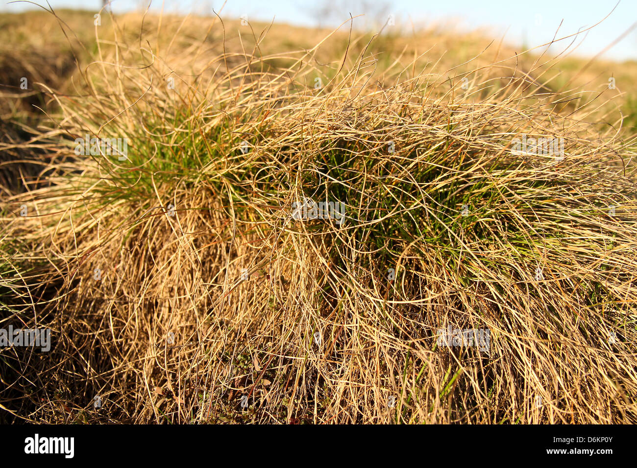 Grass Clumps High Resolution Stock Photography and Images - Alamy