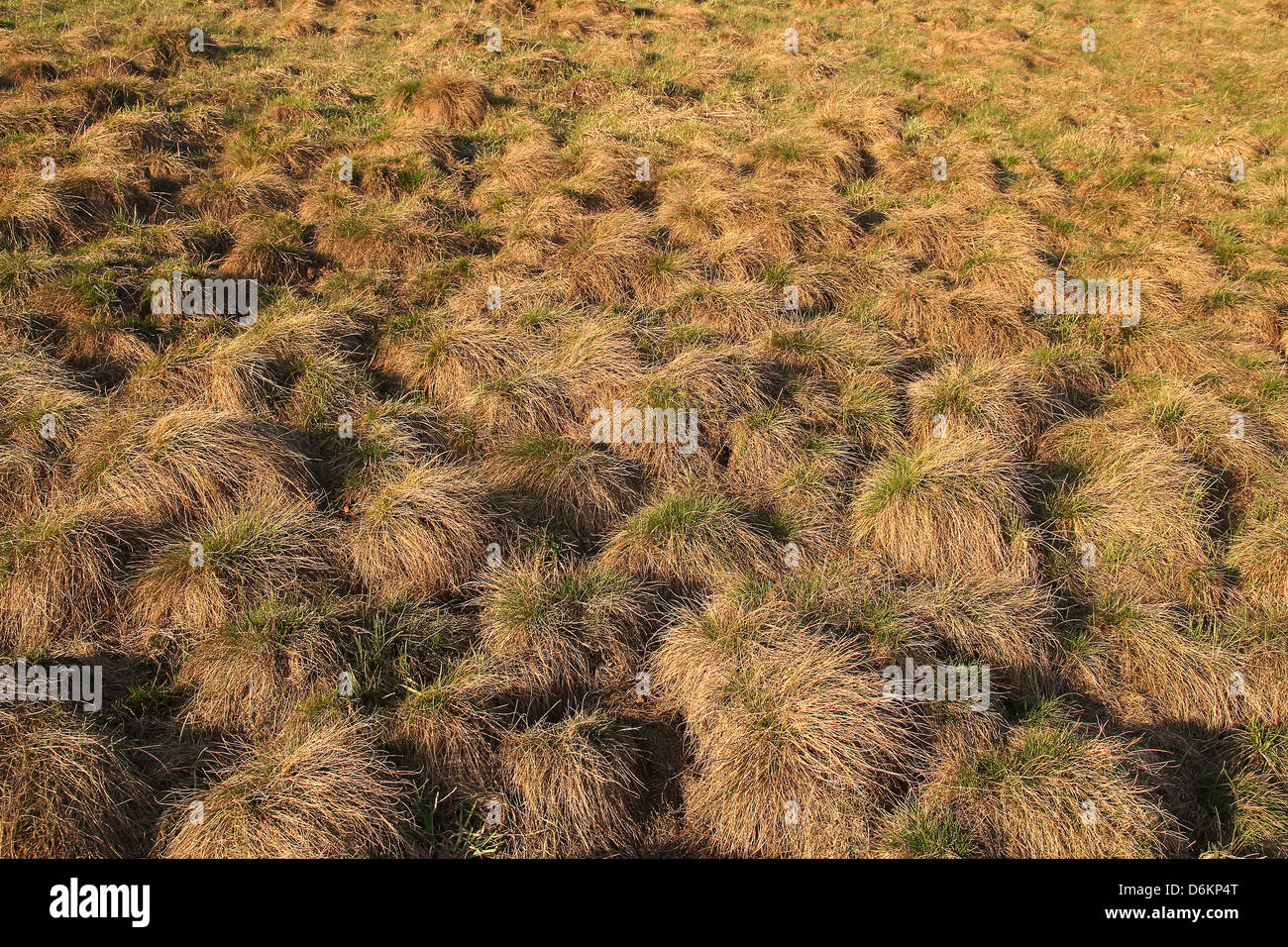 field with clumps of grass Stock Photo - Alamy