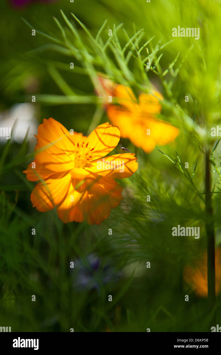 Cosmos animals hi-res stock photography and images - Alamy