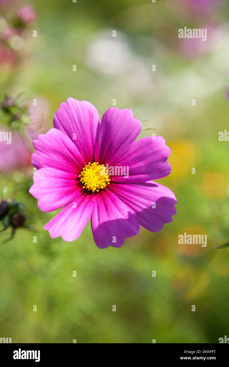 Most beautiful cosmos garden hi-res stock photography and images - Alamy
