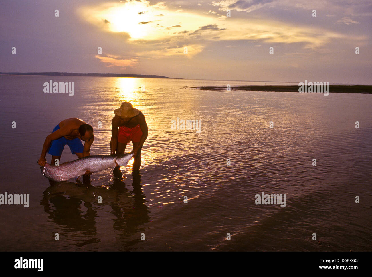 Fishing of Pirarucú world largest river fish Amazon river near Santarem ...