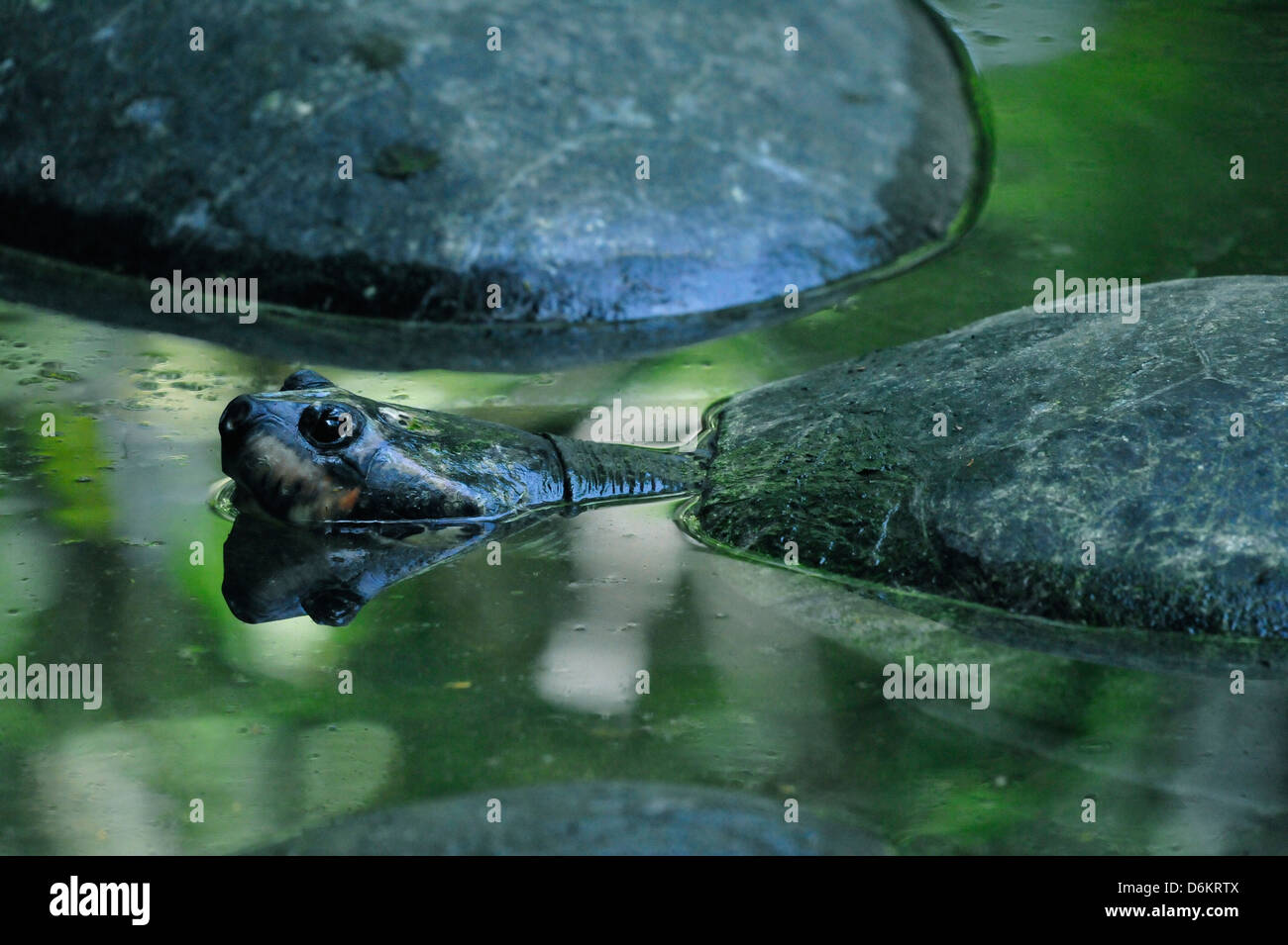 Amazon rainforest animal brazil hi-res stock photography and images - Alamy