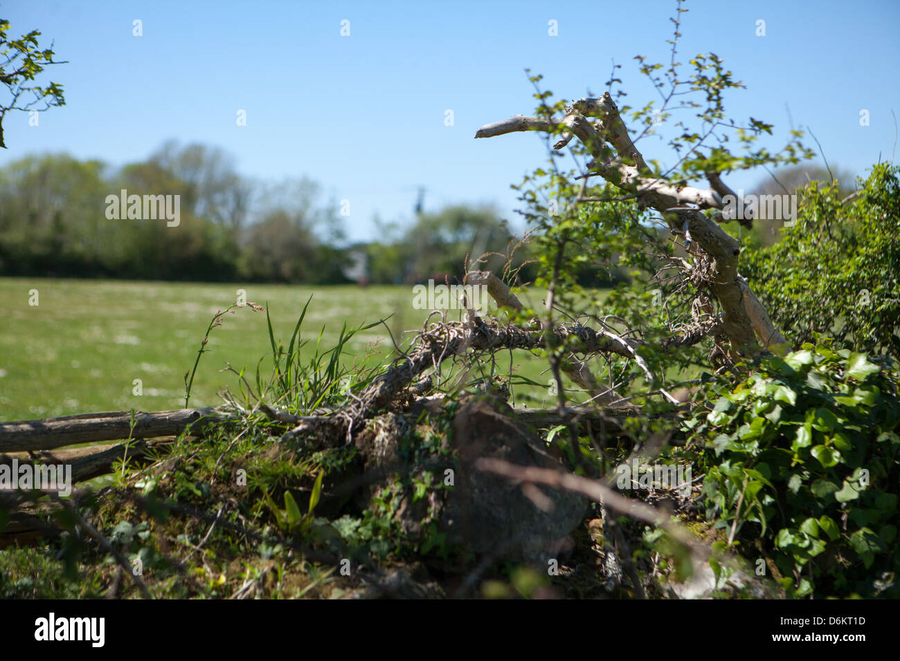Brittany country hi-res stock photography and images - Alamy