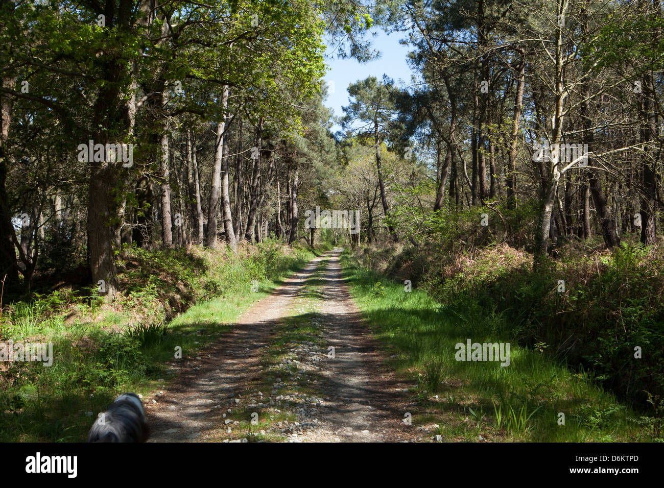 Forest oxygene hi-res stock photography and images - Alamy