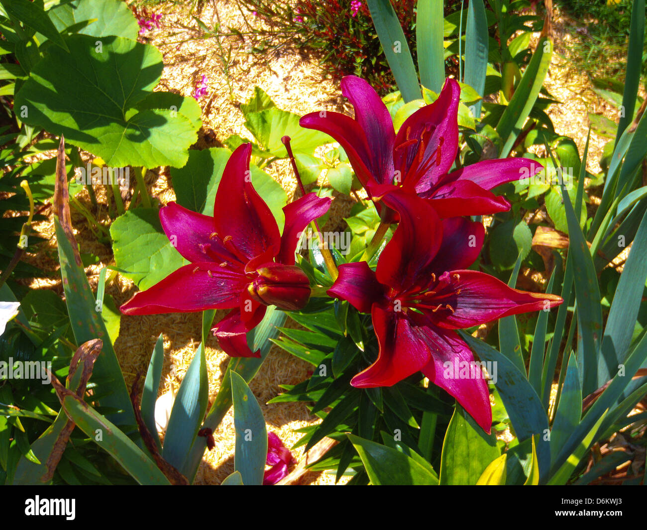 Beautiful flowers red lilies on hi-res stock photography and images - Alamy